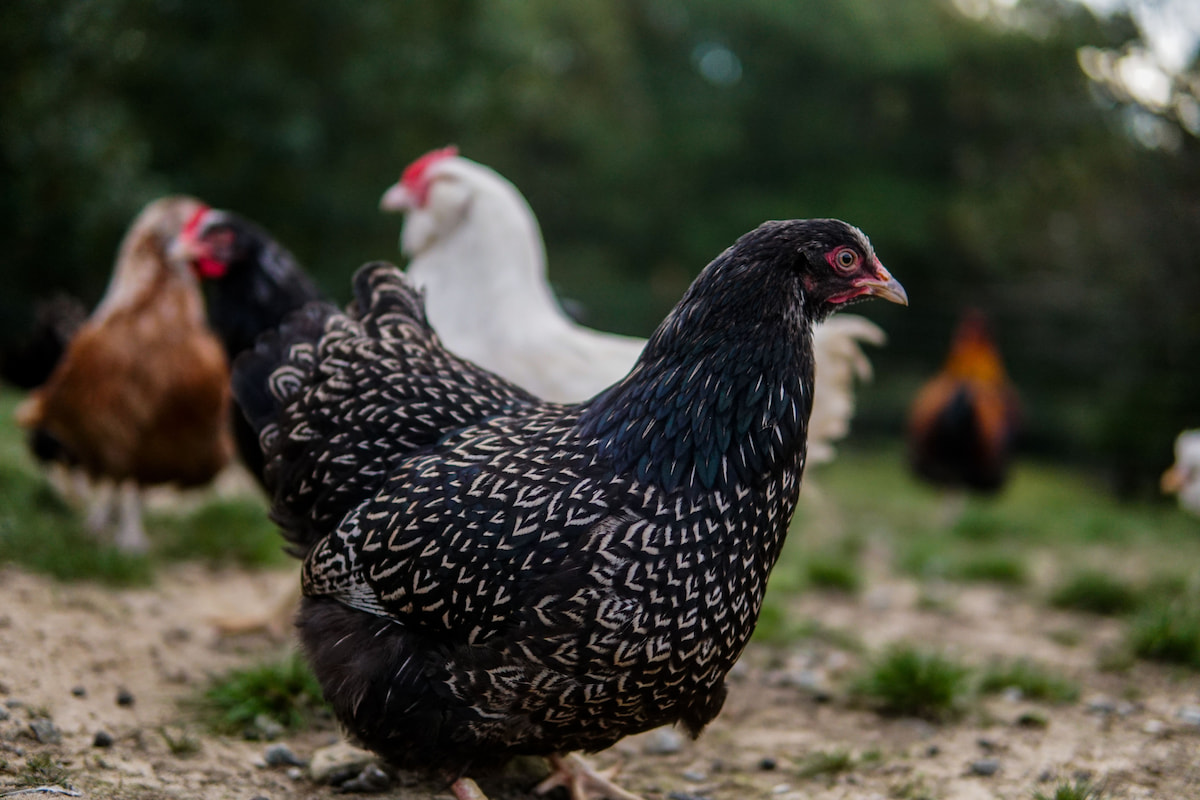 Barnevelder Chicken Breed Profile - Farmhouse Guide