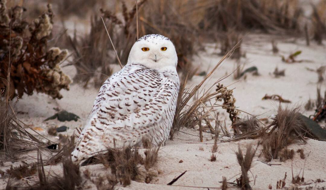 Barred Owl vs. Snowy Owl - Farmhouse Guide