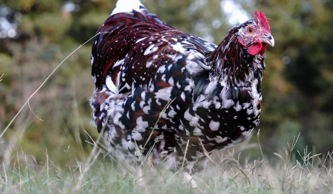 Sussex Chicken Breed Profile - Farmhouse Guide
