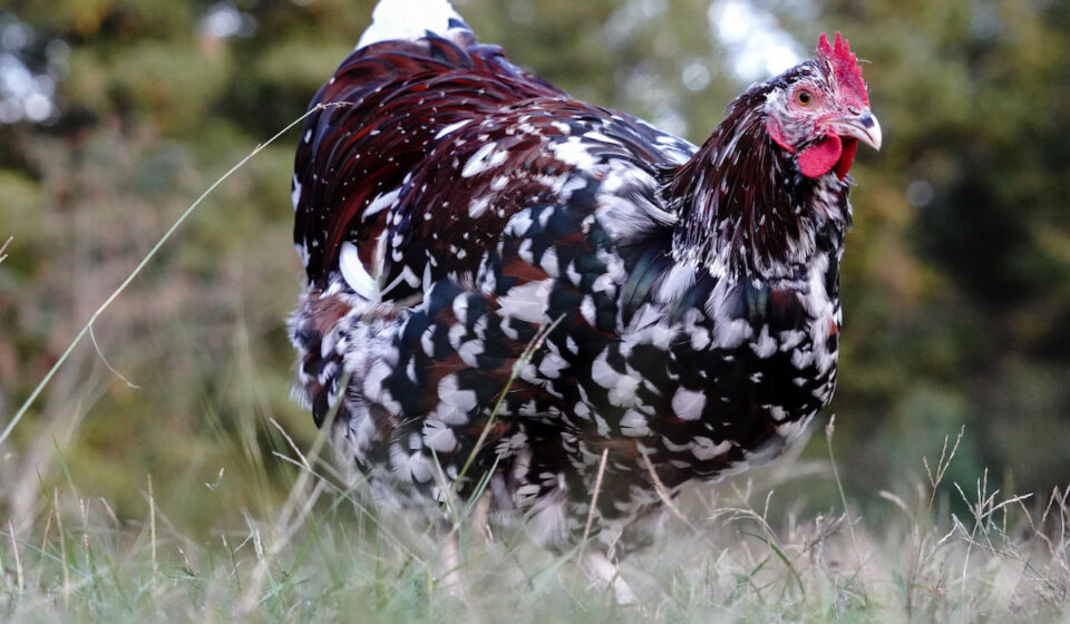 Sussex Chicken Breed Profile - Farmhouse Guide