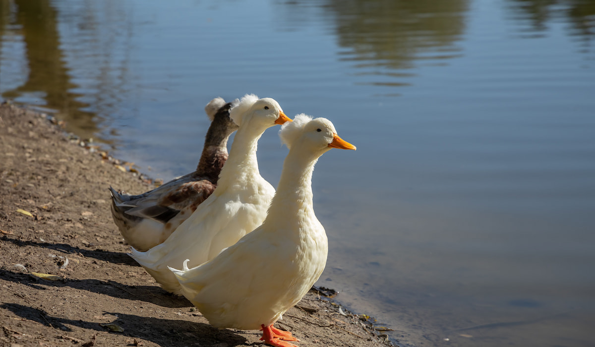 Crested Duck Breed Profile - Farmhouse Guide