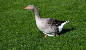 Toulouse Goose Breed Profile - Farmhouse Guide
