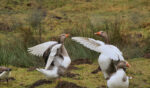 Toulouse Goose Breed Profile - Farmhouse Guide