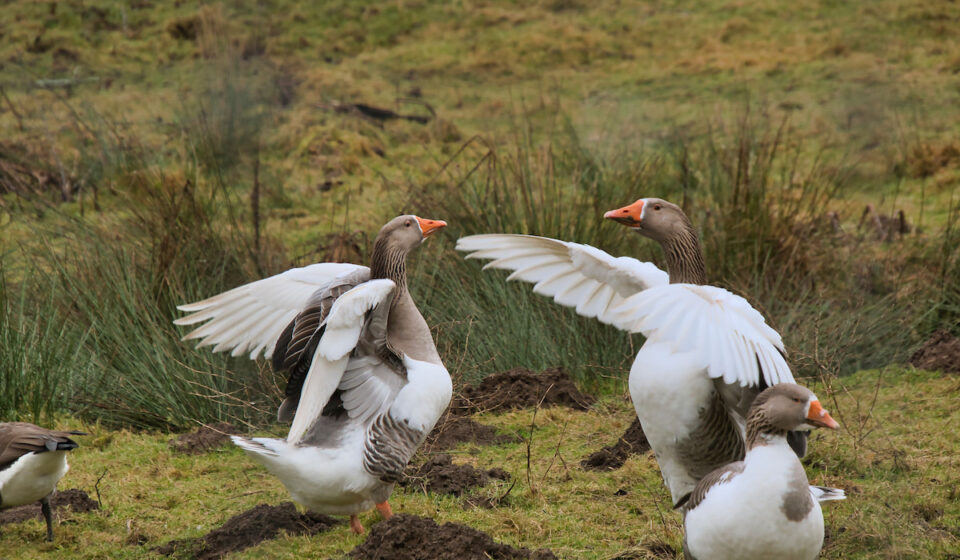 Toulouse Goose Breed Profile - Farmhouse Guide