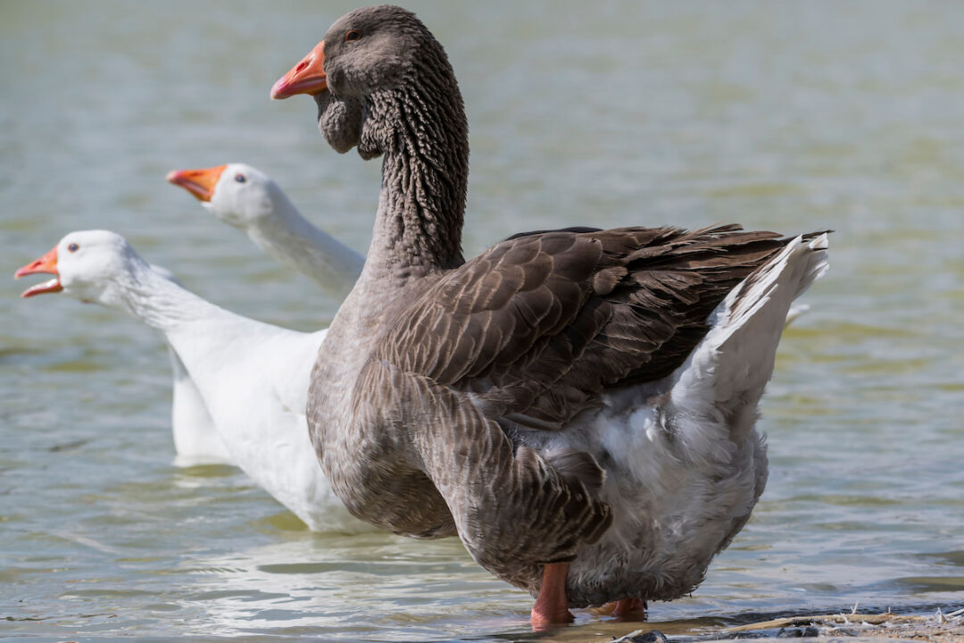 Toulouse Goose Breed Profile - Farmhouse Guide