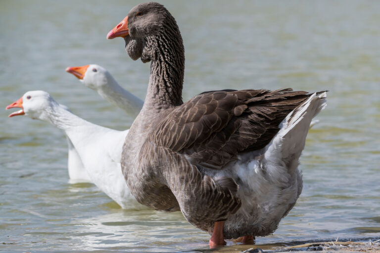 Toulouse Goose Breed Profile - Farmhouse Guide