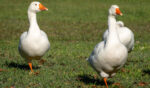 Emden Goose Breed Profile - Farmhouse Guide