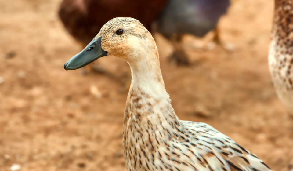 Brown Duck Breeds - Farmhouse Guide