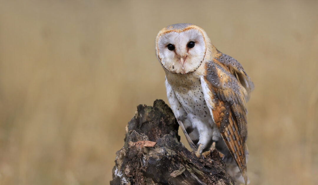15 Types of Barn Owls (With Pictures) - Farmhouse Guide