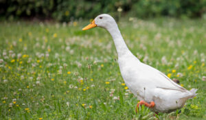 Indian Runner Duck Breed Profile - Farmhouse Guide