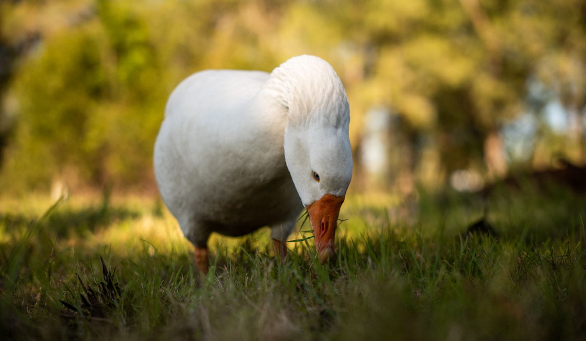 Pilgrim Goose Breed Profile - Farmhouse Guide