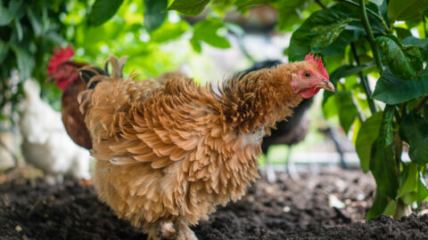 Emden Goose Breed Profile - Farmhouse Guide