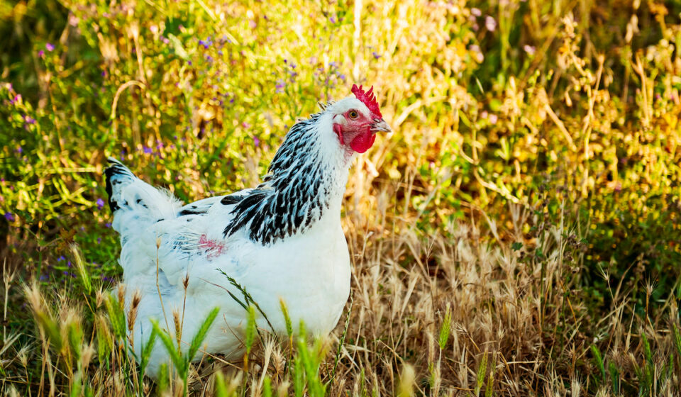 Delaware Chicken Breed Profile - Farmhouse Guide