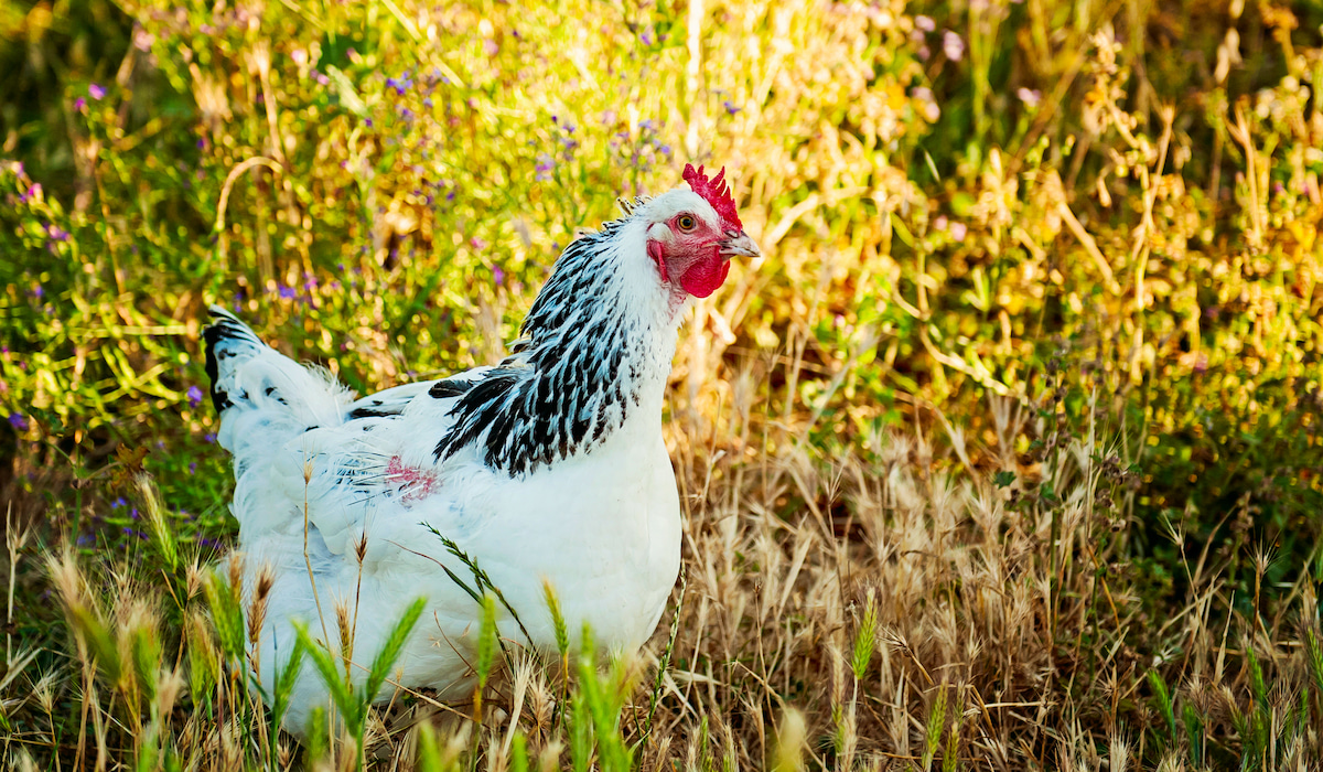 Delaware Chicken Breed Profile - Farmhouse Guide