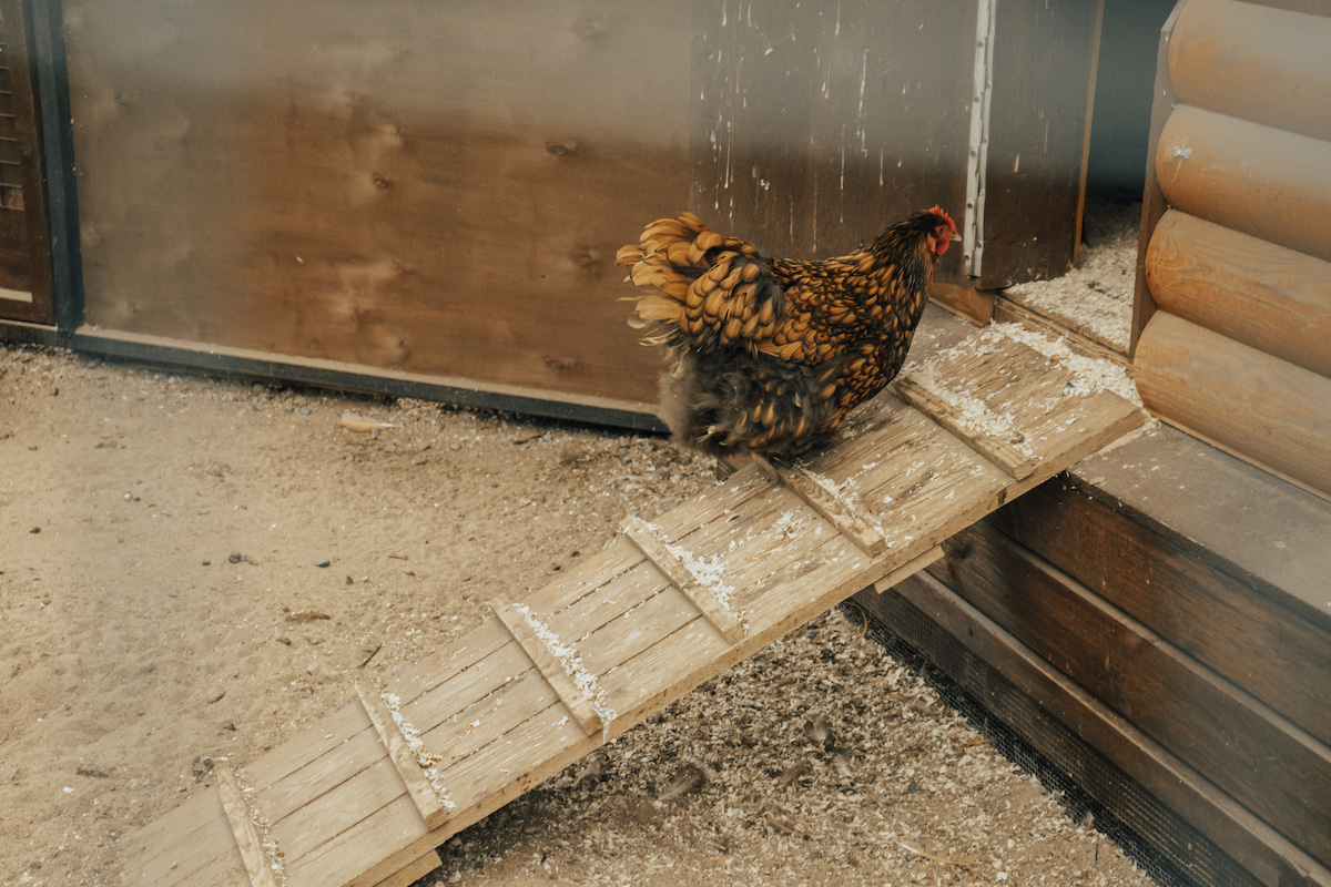 Frizzle Chicken Breed Profile - Farmhouse Guide