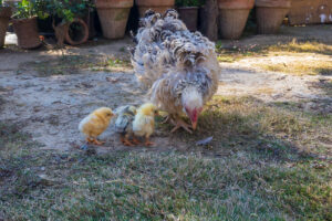 Frizzle Chicken Breed Profile - Farmhouse Guide