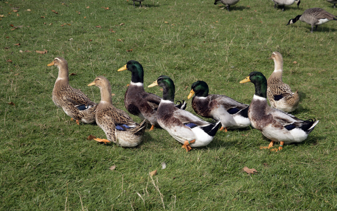 Rouen Duck Breed Profile - Farmhouse Guide