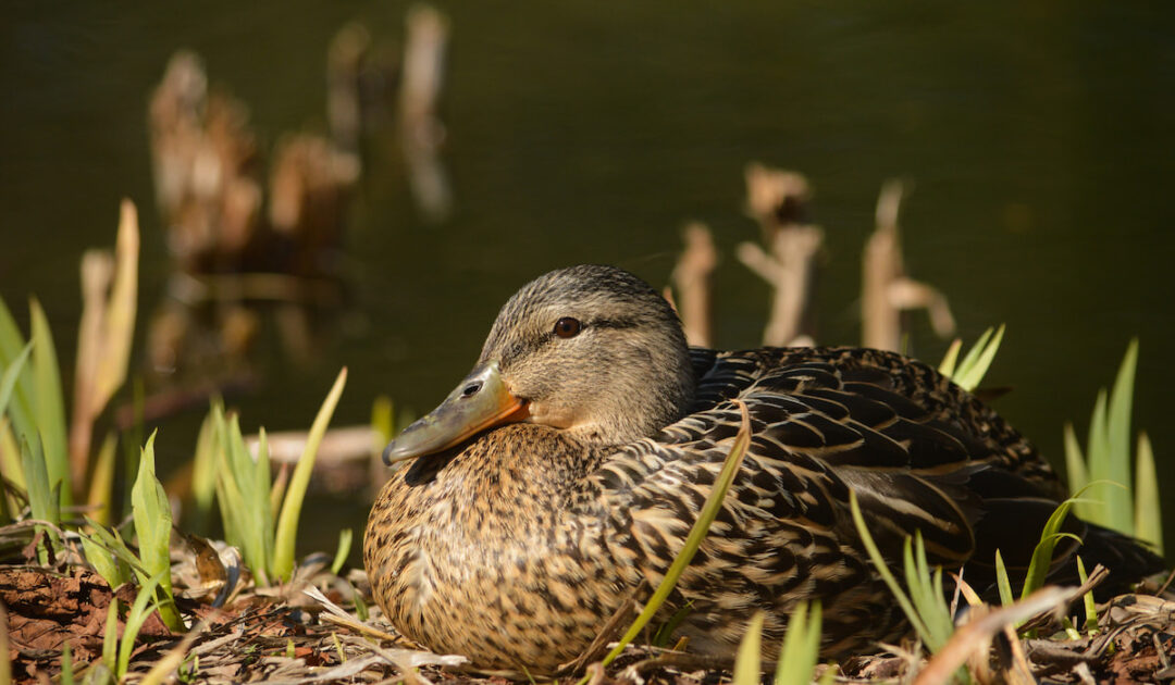 Brown Duck Breeds - Farmhouse Guide