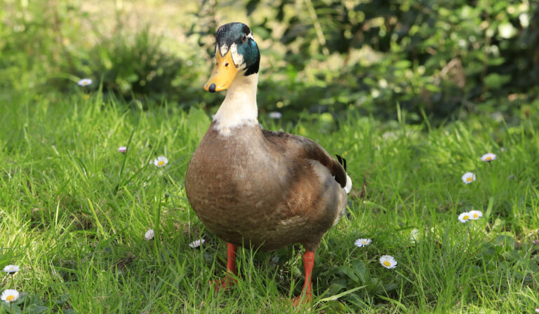 Rouen Duck Breed Profile - Farmhouse Guide