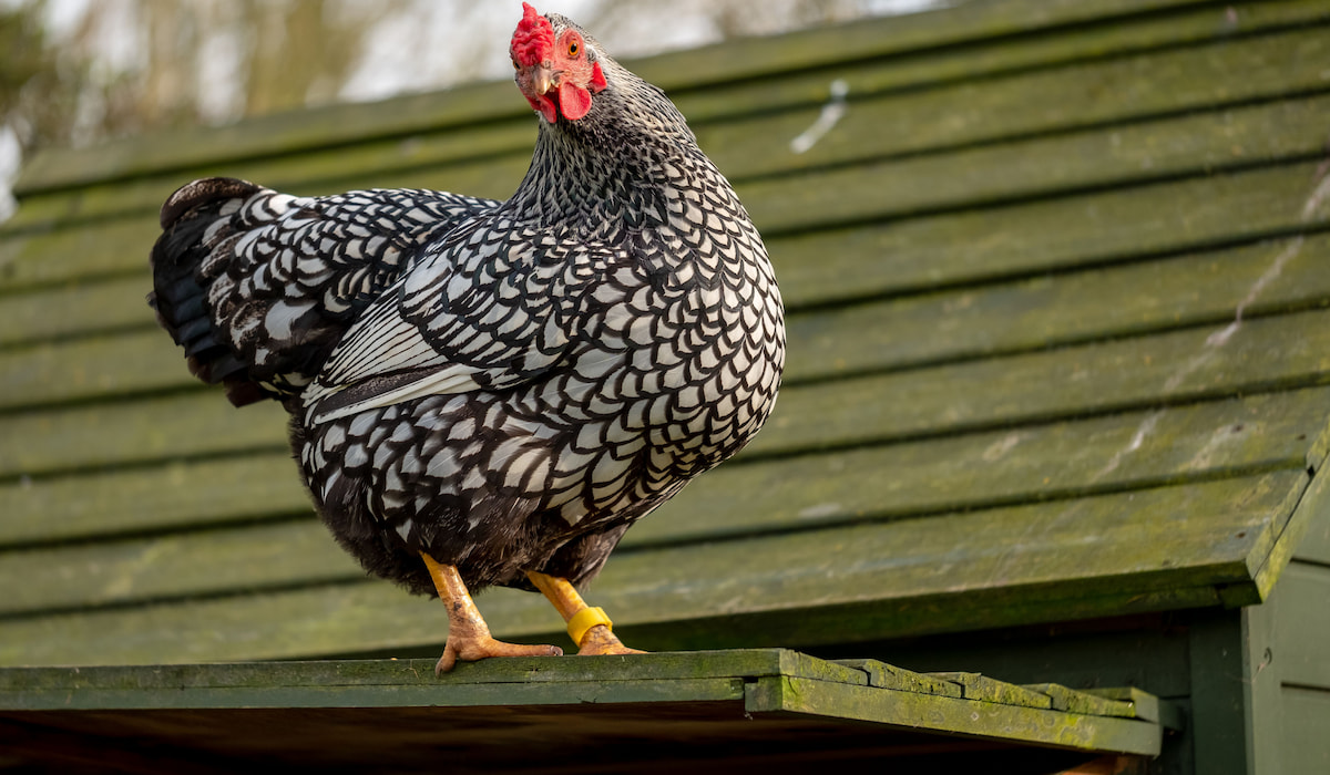 Wyandotte Chicken Breed Profile - Farmhouse Guide