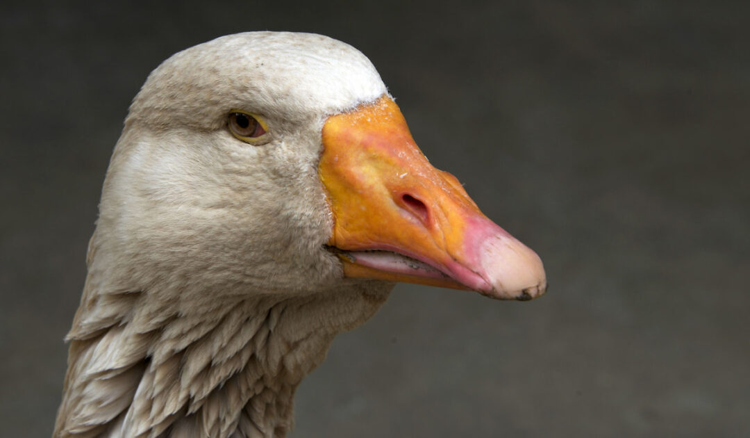 Buff Goose Breed Profile - Farmhouse Guide