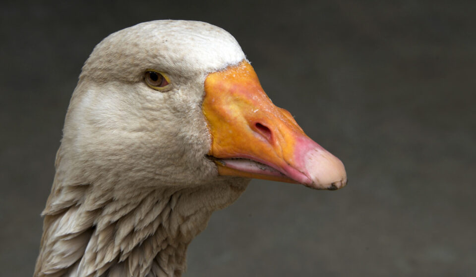 Buff Goose Breed Profile - Farmhouse Guide