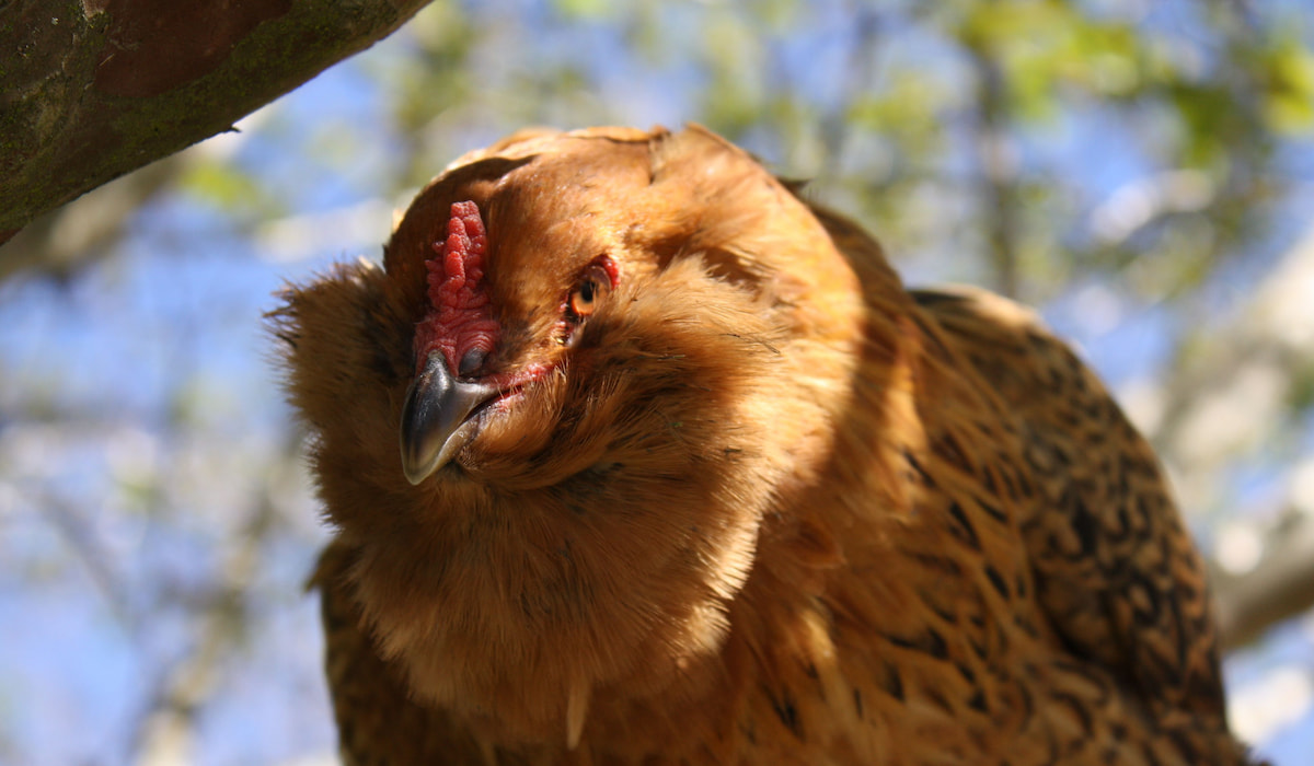 Americana Chicken Breed Profile - Farmhouse Guide