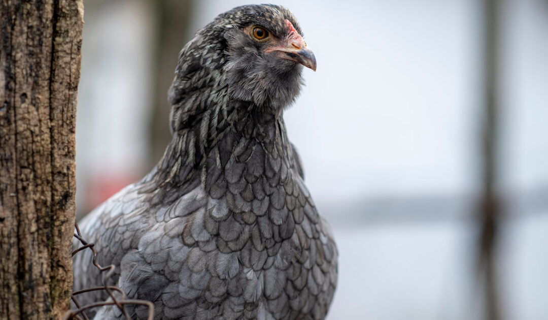 Araucana Chicken Breed Profile: The Quirky Blue Egg Layers - Farmhouse ...