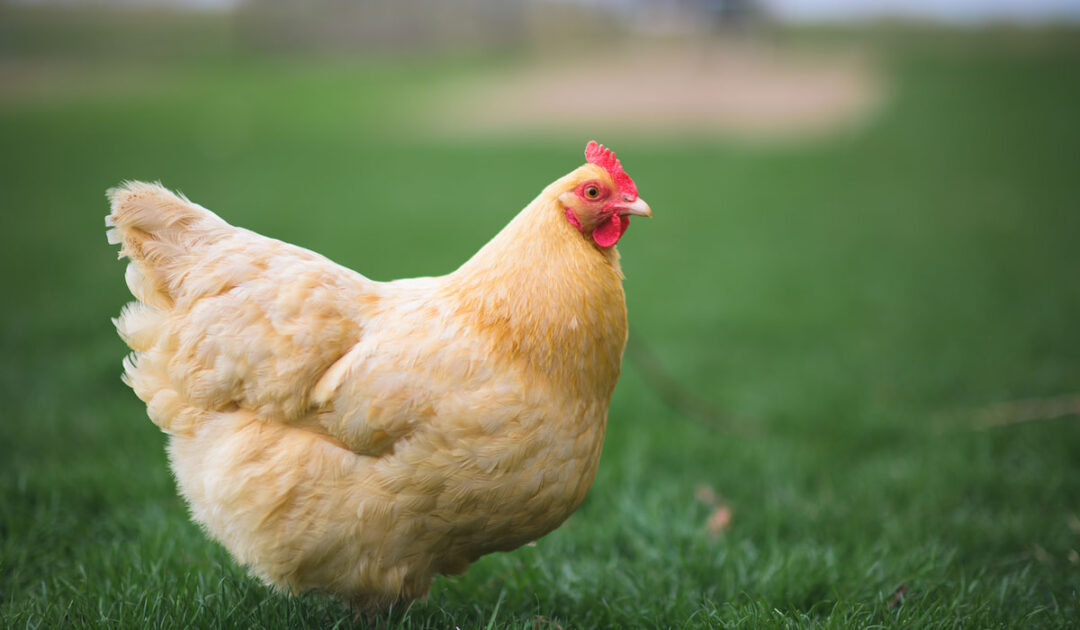 Orpington Chicken Breed Profile - Farmhouse Guide