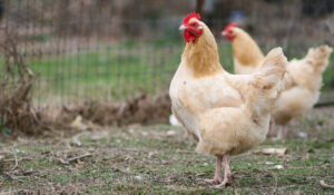 Orpington Chicken Breed Profile - Farmhouse Guide