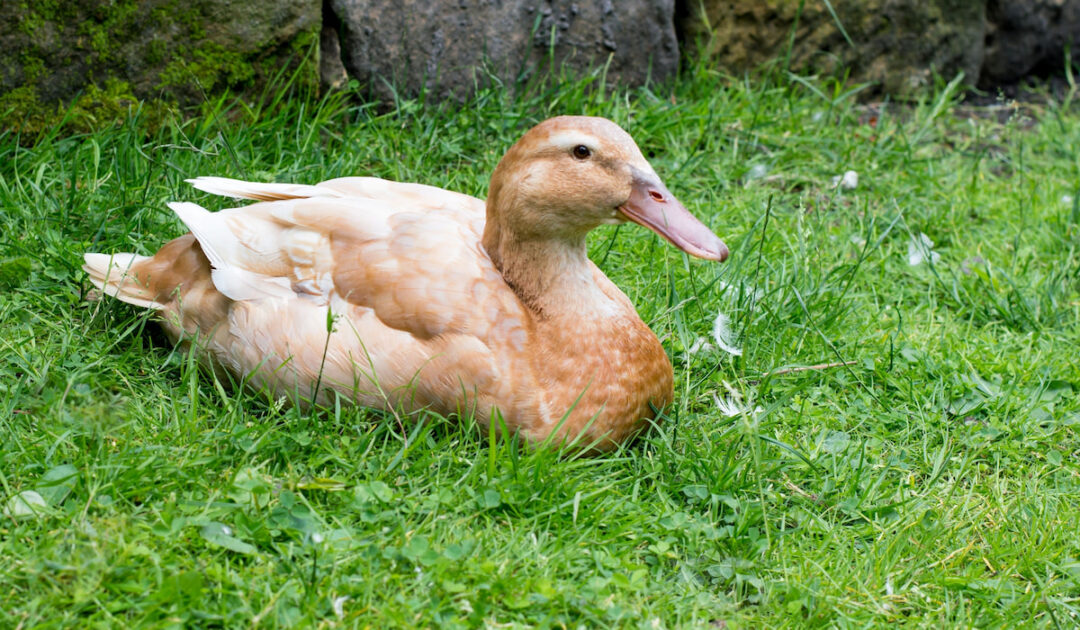 Buff Duck Breed Profile - Farmhouse Guide