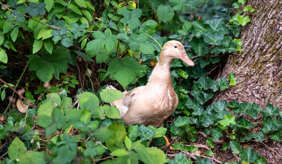 Buff Duck Breed Profile - Farmhouse Guide