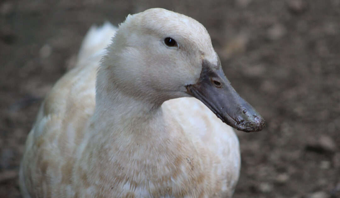 Buff Duck Breed Profile - Farmhouse Guide