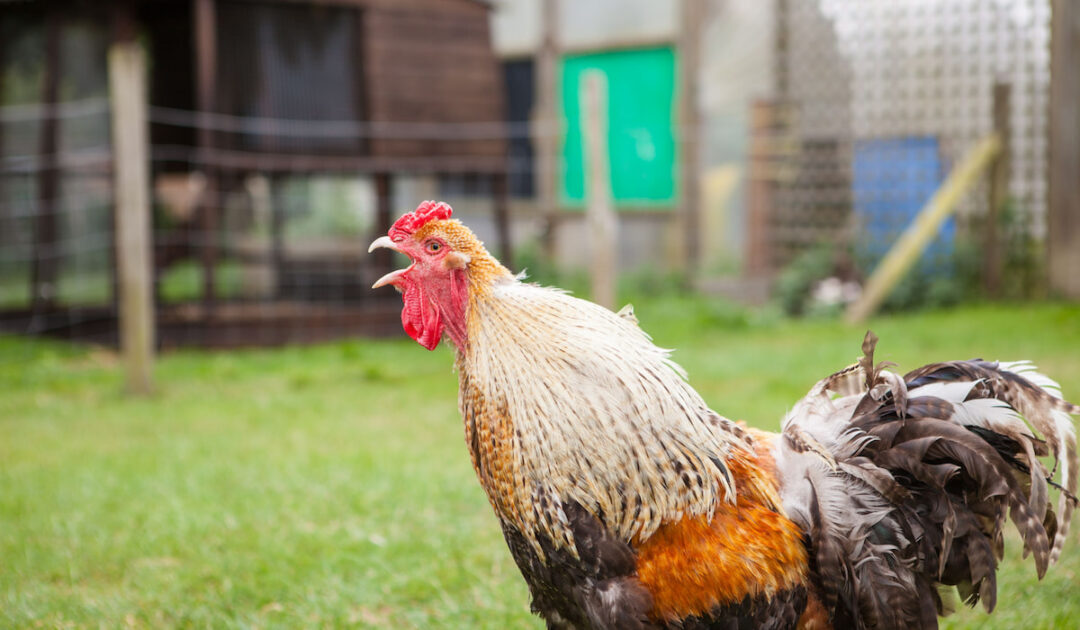 Do Chickens Cry or Scream? - Farmhouse Guide