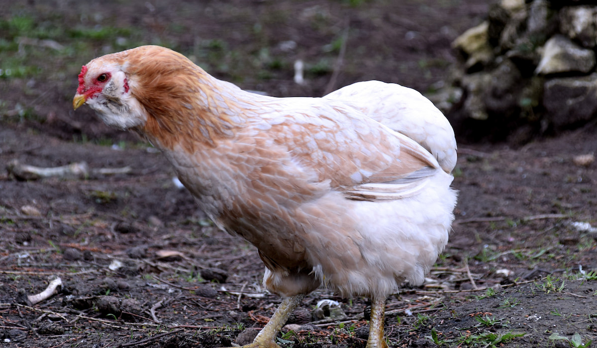 Araucana Chicken Breed Profile: The Quirky Blue Egg Layers - Farmhouse ...