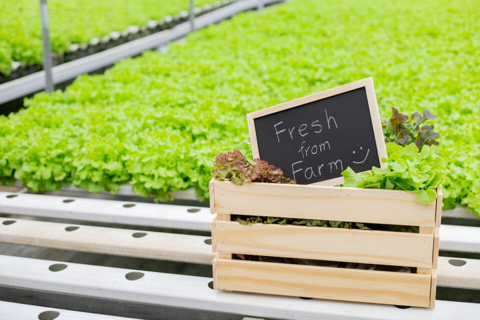 83 Name Ideas for an Organic Farm - Farmhouse Guide