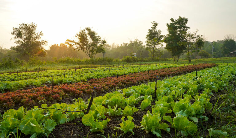 83 Name Ideas for an Organic Farm - Farmhouse Guide