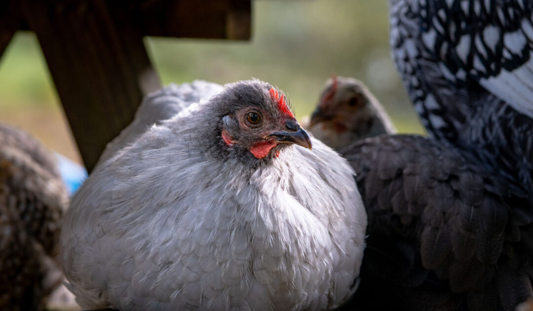 Orpington Chicken Breed Profile - Farmhouse Guide