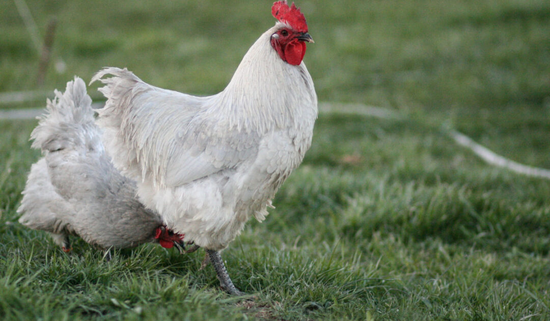 Orpington Chicken Breed Profile - Farmhouse Guide
