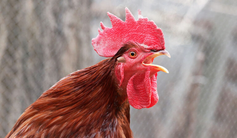 Do Chickens Cry or Scream? - Farmhouse Guide
