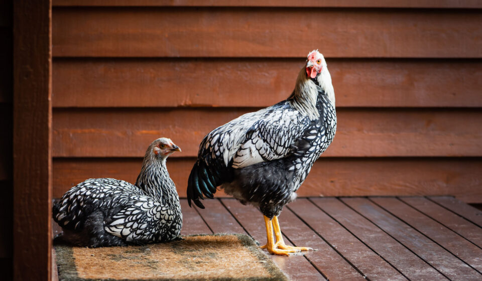 Wyandotte Chicken Breed Profile - Farmhouse Guide