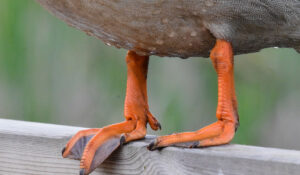 Do Ducks Have Knees? Duck Leg Anatomy Explained - Farmhouse Guide