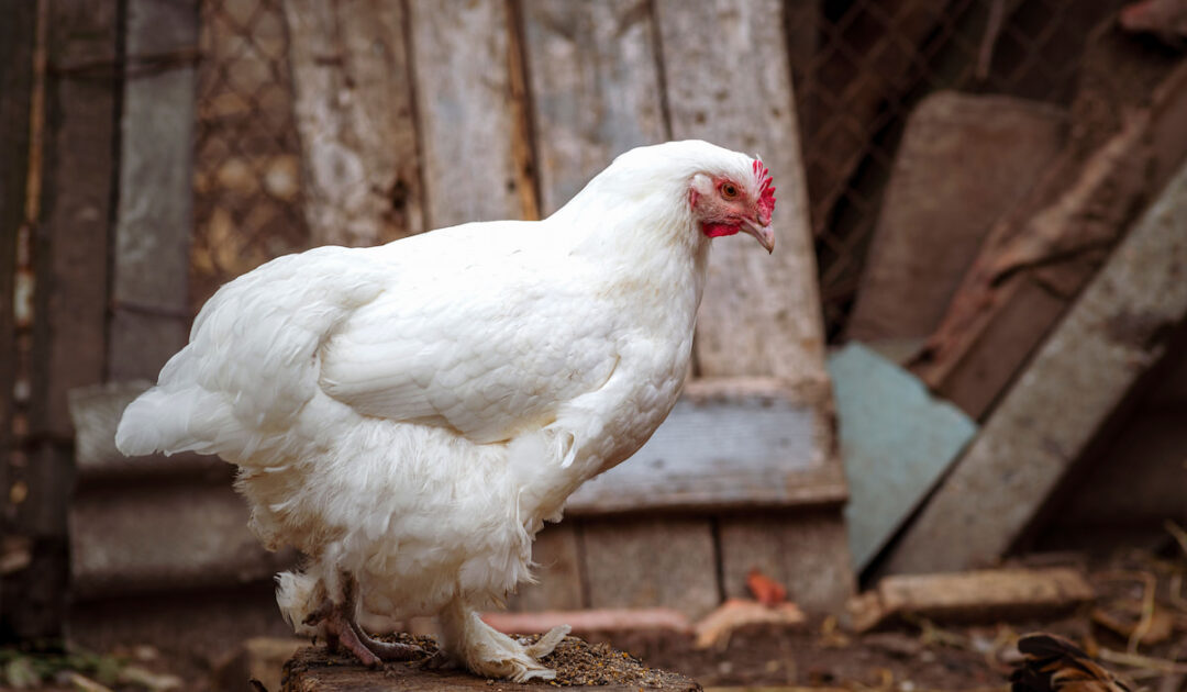 Orpington Chicken Breed Profile - Farmhouse Guide