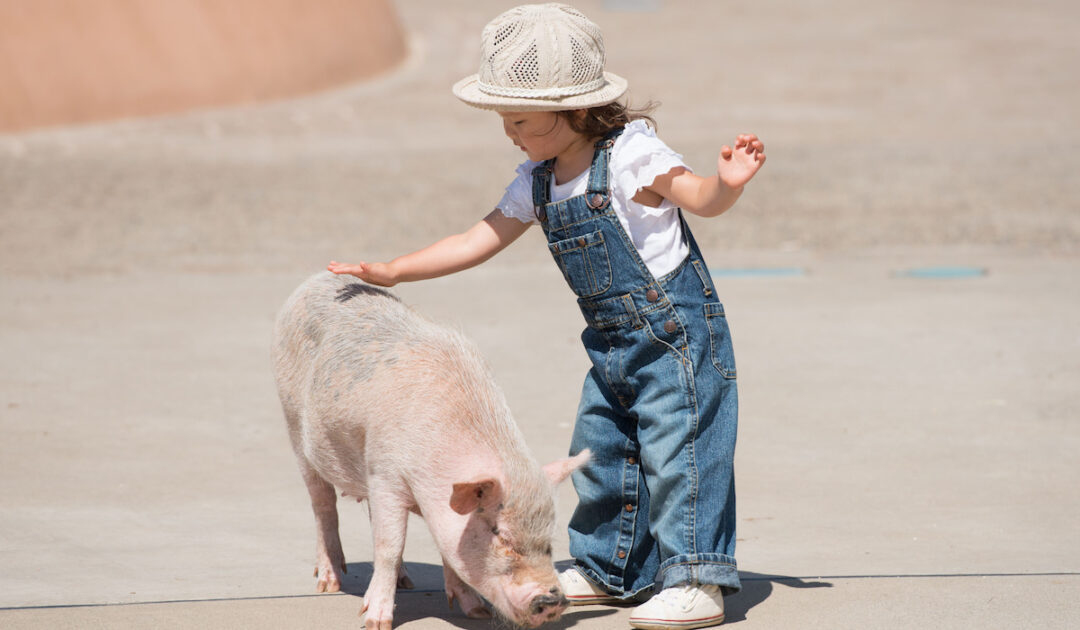 How to Pet a Pig - Farmhouse Guide