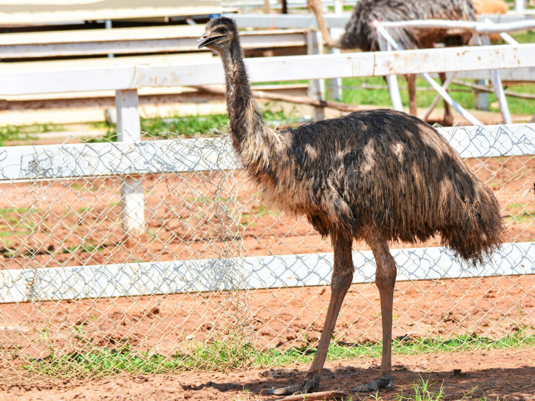 240+ Awesome Emu Names - Farmhouse Guide