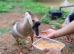 How to Pet a Goose - Farmhouse Guide