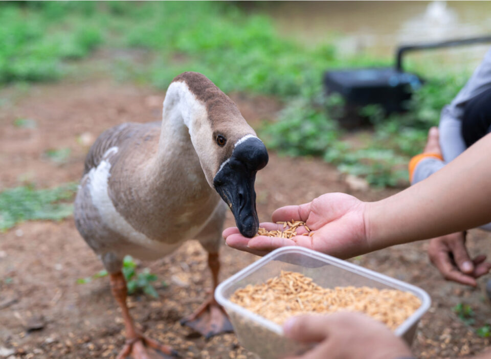 How to Pet a Goose - Farmhouse Guide