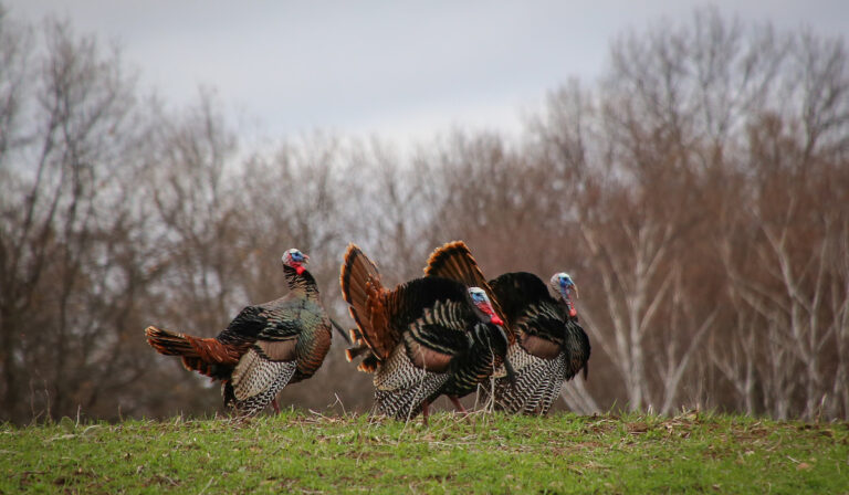 How to Pet a Turkey - Farmhouse Guide