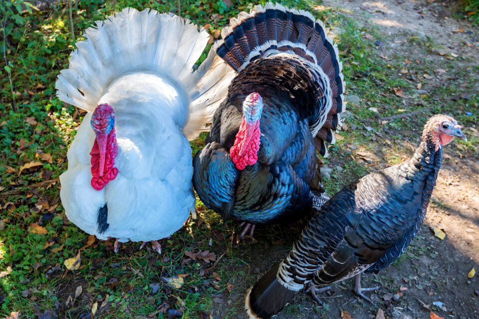 How to Identify Turkey Gender: Tom or Hen? - Farmhouse Guide