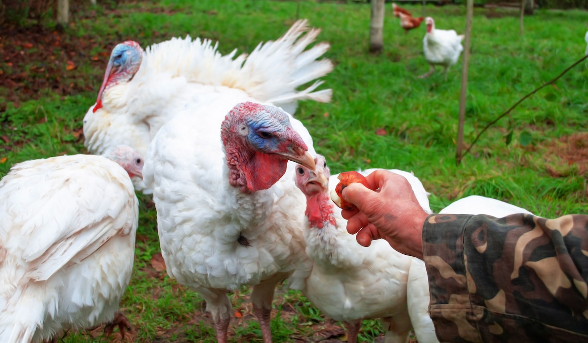 How to Pet a Turkey - Farmhouse Guide